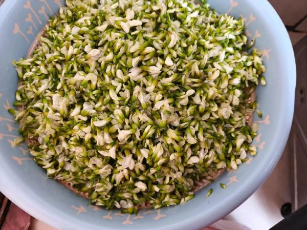 槐花炒鸡蛋怎么做_槐花炒鸡蛋的功效与作用-第3张图片-山城妙识 槐花炒鸡蛋怎么做_槐花炒鸡蛋的功效与作用-第3张图片-山城妙识