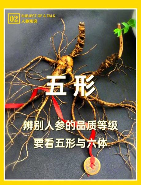 山参和人参的区别_野生与栽培差异在哪-第1张图片-山城妙识 山参和人参的区别_野生与栽培差异在哪-第1张图片-山城妙识