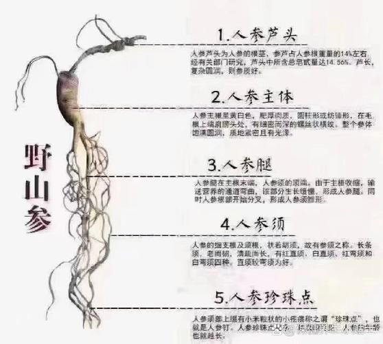 山参和人参的区别_野生与栽培差异在哪-第2张图片-山城妙识 山参和人参的区别_野生与栽培差异在哪-第2张图片-山城妙识