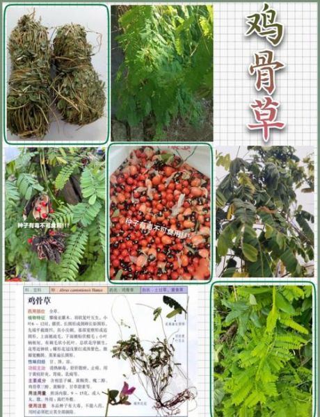 鸡骨草的功效与作用_鸡骨草图片长什么样-第2张图片-山城妙识