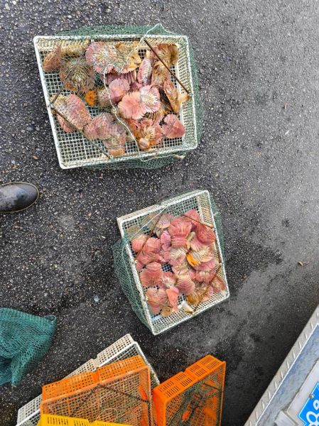 琵琶虾是什么_琵琶虾和皮皮虾的区别-第2张图片-山城妙识