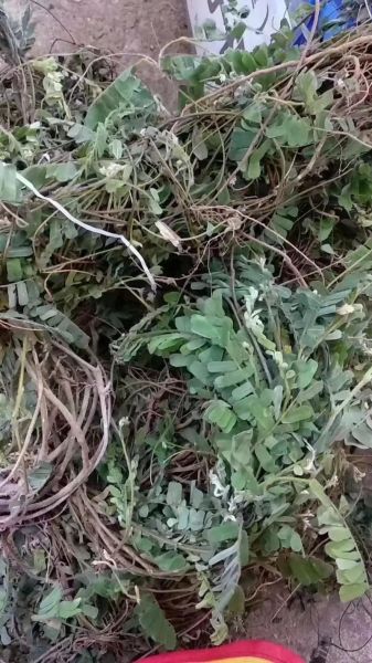 鸡骨草的功效与作用_鸡骨草图片长什么样-第3张图片-山城妙识