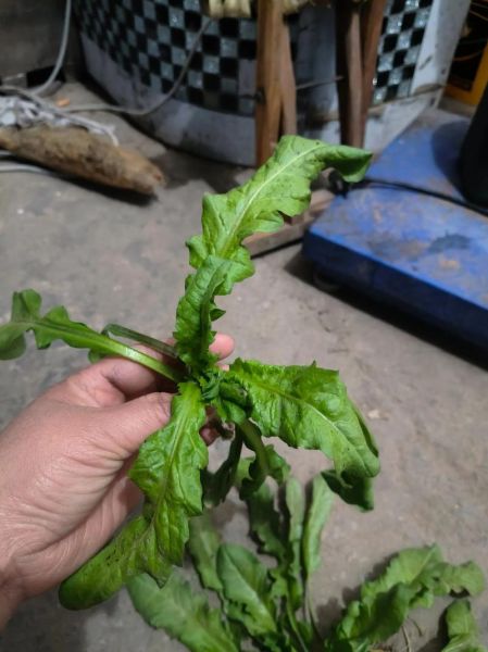 香荠菜长什么样_香荠菜和荠菜区别-第2张图片-山城妙识 香荠菜长什么样_香荠菜和荠菜区别-第2张图片-山城妙识