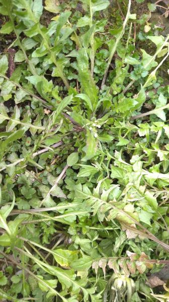 香荠菜长什么样_香荠菜和荠菜区别-第1张图片-山城妙识 香荠菜长什么样_香荠菜和荠菜区别-第1张图片-山城妙识