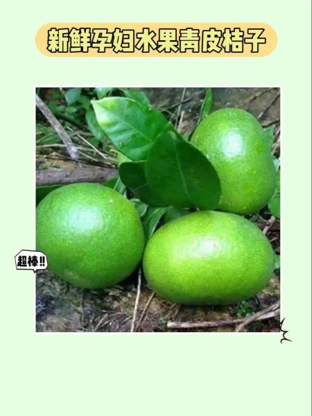 青桔子的功效与作用_青桔子的禁忌有哪些-第2张图片-山城妙识