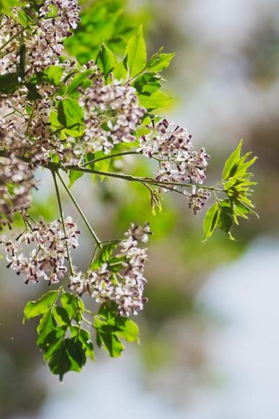楝怎么读_楝树是什么植物-第1张图片-山城妙识 楝怎么读_楝树是什么植物-第1张图片-山城妙识