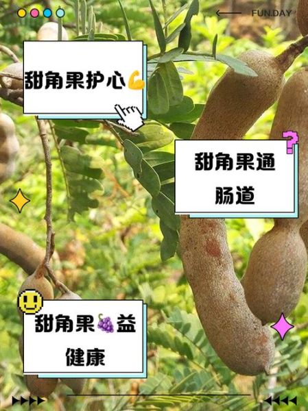 甜角树怎么种_甜角树几年结果-第3张图片-山城妙识