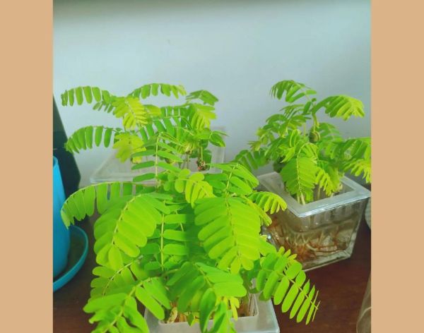 甜角树怎么种_甜角树几年结果-第2张图片-山城妙识