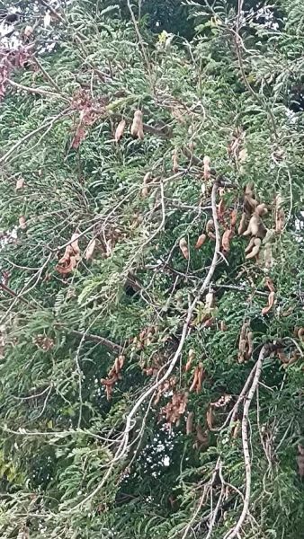 甜角树怎么种_甜角树几年结果-第1张图片-山城妙识