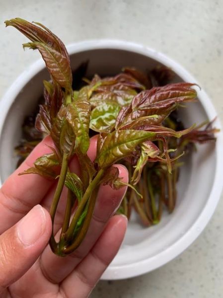 香椿拌豆腐怎么做_香椿拌豆腐的营养价值-第1张图片-山城妙识