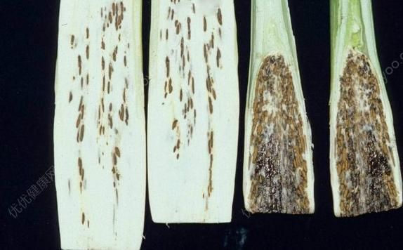 茭白切开里面有黑点能吃吗_茭白黑点是什么-第3张图片-山城妙识 茭白切开里面有黑点能吃吗_茭白黑点是什么-第3张图片-山城妙识