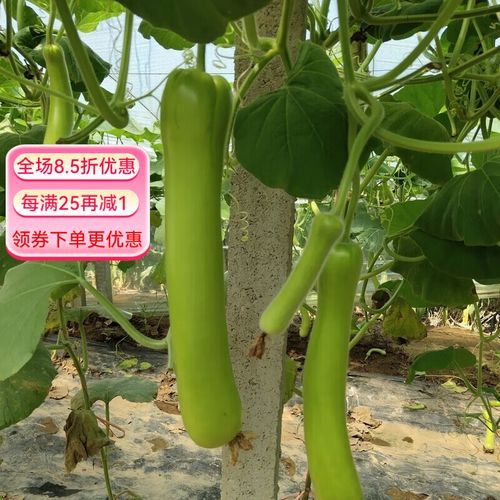 瓠瓜图片_瓠瓜和葫芦的区别-第2张图片-山城妙识 瓠瓜图片_瓠瓜和葫芦的区别-第2张图片-山城妙识