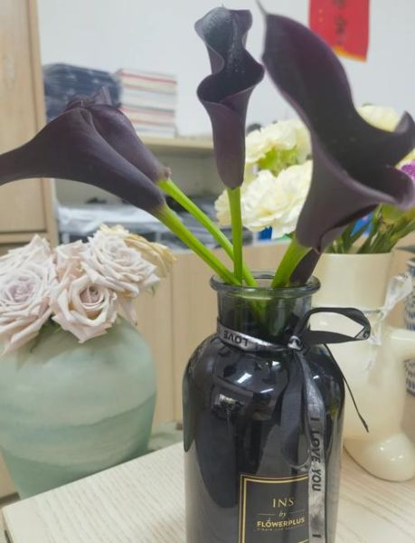 马蹄兰花怎么养_马蹄兰花有毒吗-第1张图片-山城妙识