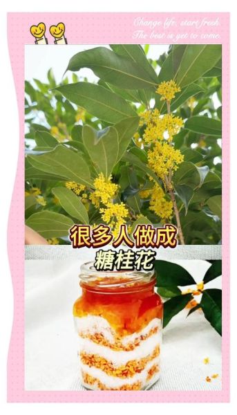 蜂蜜桂花蜜怎么做_桂花蜜怎么保存-第1张图片-山城妙识