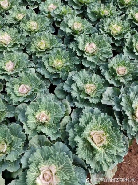 羽衣甘蓝颜色_羽衣甘蓝颜色怎么变深-第1张图片-山城妙识