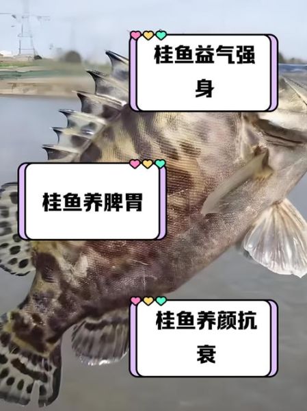 桂鱼的营养价值_桂鱼的功效与作用-第2张图片-山城妙识 桂鱼的营养价值_桂鱼的功效与作用-第2张图片-山城妙识