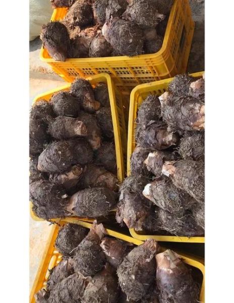 荔浦芋头与普通芋头的区别_哪个更好吃-第2张图片-山城妙识 荔浦芋头与普通芋头的区别_哪个更好吃-第2张图片-山城妙识