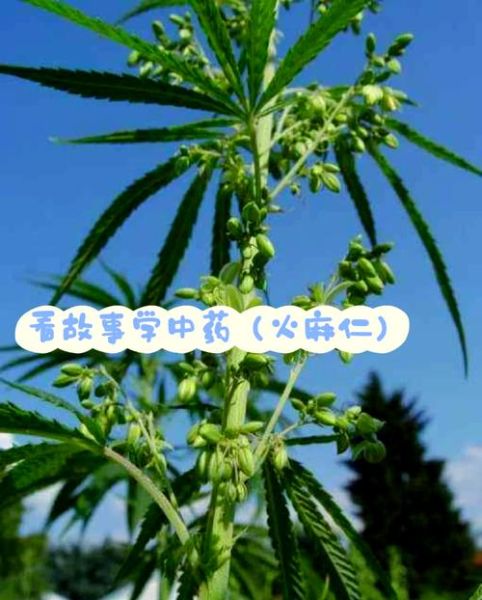 火麻仁的功效与作用_火麻仁怎么吃最好-第3张图片-山城妙识