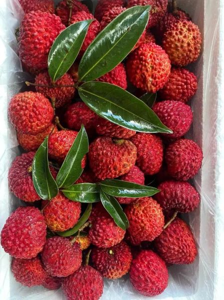 荔枝王多少钱一斤_荔枝王和普通荔枝区别-第3张图片-山城妙识 荔枝王多少钱一斤_荔枝王和普通荔枝区别-第3张图片-山城妙识