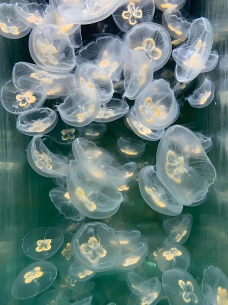 水母可以吃吗_水母食用安全吗-第1张图片-山城妙识