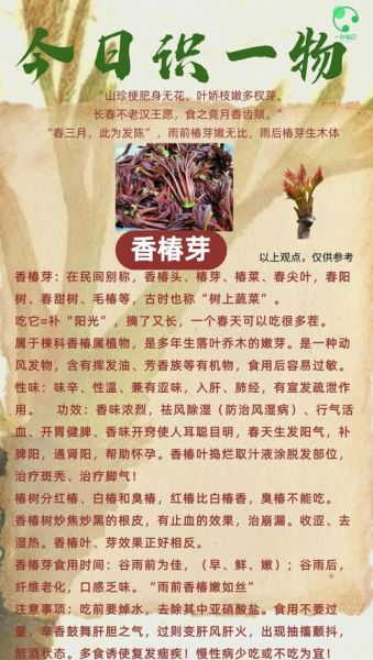 香椿芽怎么吃_香椿芽的吃法大全-第1张图片-山城妙识