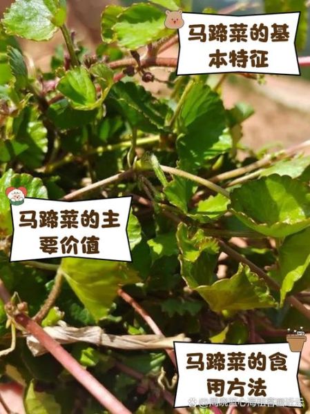 马蹄菜的功效与作用_马蹄菜怎么吃最养生-第1张图片-山城妙识