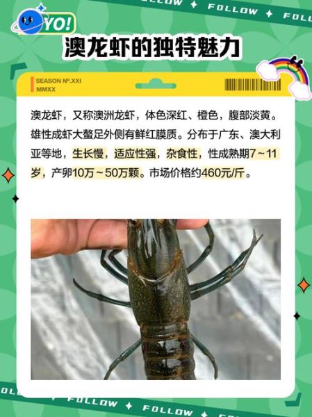 澳龙虾多少钱一只_澳龙价格2024最新行情-第1张图片-山城妙识 澳龙虾多少钱一只_澳龙价格2024最新行情-第1张图片-山城妙识