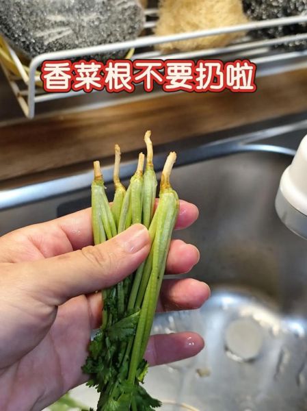 香菜根对男人的危害_男人吃香菜根会阳痿吗-第2张图片-山城妙识