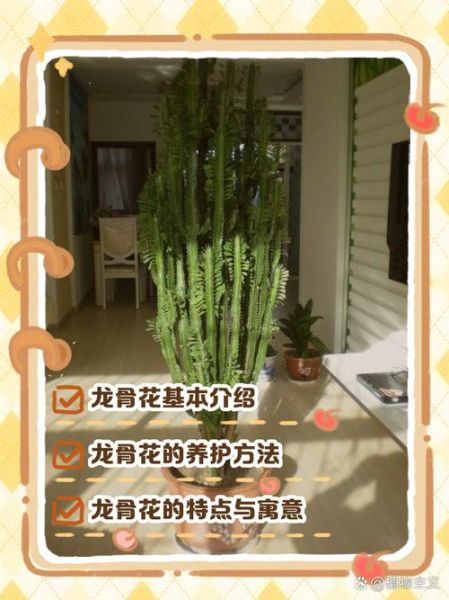 龙骨植物怎么养_龙骨花有毒吗-第2张图片-山城妙识 龙骨植物怎么养_龙骨花有毒吗-第2张图片-山城妙识