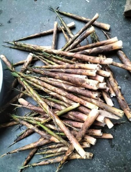 竹笋尖怎么做好吃_竹笋尖的家常做法大全-第1张图片-山城妙识 竹笋尖怎么做好吃_竹笋尖的家常做法大全-第1张图片-山城妙识