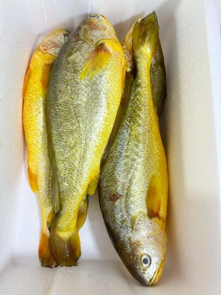 大黄花鱼价格多少钱一斤_大黄花鱼多少钱一斤今日价-第2张图片-山城妙识