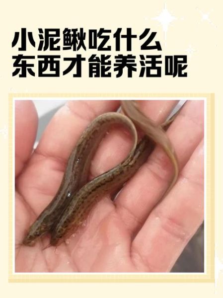 水缸养泥鳅吃什么_泥鳅饲料怎么选-第1张图片-山城妙识 水缸养泥鳅吃什么_泥鳅饲料怎么选-第1张图片-山城妙识