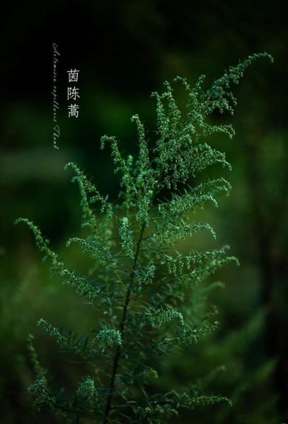 茵陈蒿图片长什么样_茵陈蒿和艾草怎么区分-第3张图片-山城妙识