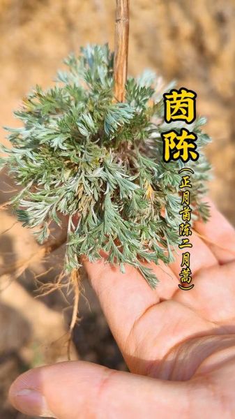 茵陈蒿图片长什么样_茵陈蒿和艾草怎么区分-第2张图片-山城妙识