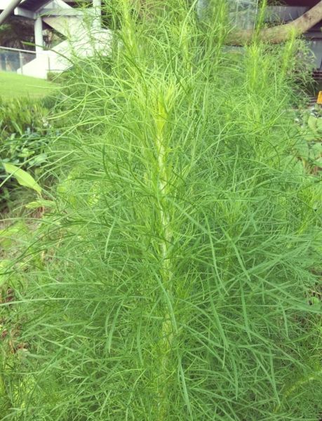 茵陈蒿图片长什么样_茵陈蒿和艾草怎么区分-第1张图片-山城妙识