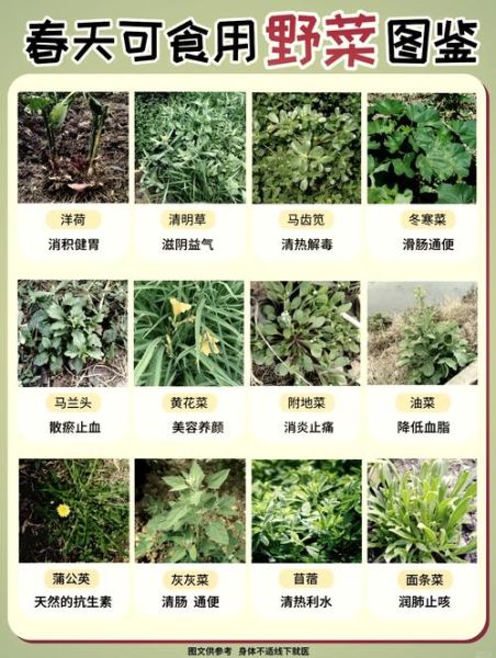 苦苣菜和苦菊菜的区别_哪个更苦-第1张图片-山城妙识