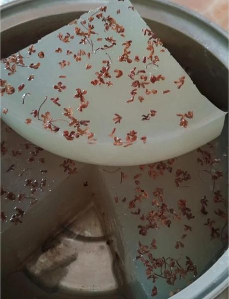 海石花有什么功效_海石花怎么吃最有营养-第3张图片-山城妙识