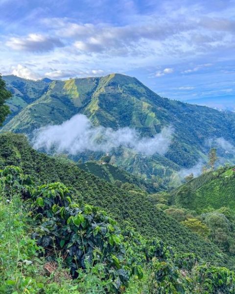 哥伦比亚咖啡产地在哪里_哥伦比亚咖啡风味特点-第1张图片-山城妙识 哥伦比亚咖啡产地在哪里_哥伦比亚咖啡风味特点-第1张图片-山城妙识