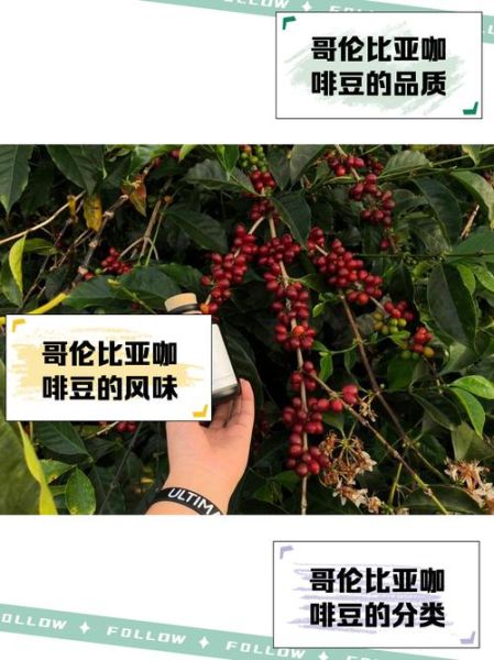 哥伦比亚咖啡产地在哪里_哥伦比亚咖啡风味特点-第2张图片-山城妙识 哥伦比亚咖啡产地在哪里_哥伦比亚咖啡风味特点-第2张图片-山城妙识