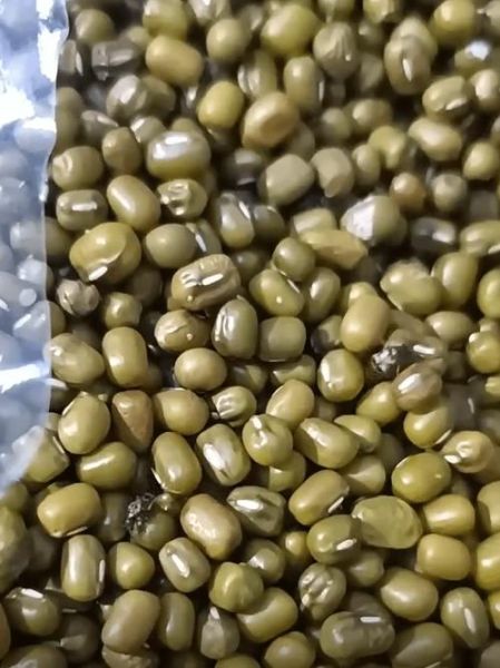 玉米男孩图片吓人原图虫子版_为什么让人头皮发麻-第1张图片-山城妙识 玉米男孩图片吓人原图虫子版_为什么让人头皮发麻-第1张图片-山城妙识