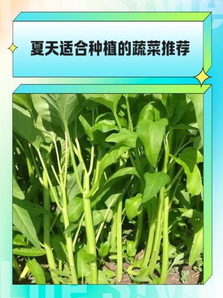 一年四季可以种什么蔬菜_适合阳台的四季蔬菜-第3张图片-山城妙识 一年四季可以种什么蔬菜_适合阳台的四季蔬菜-第3张图片-山城妙识