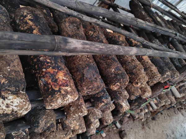 香菇种植技术_香菇怎么种植-第2张图片-山城妙识