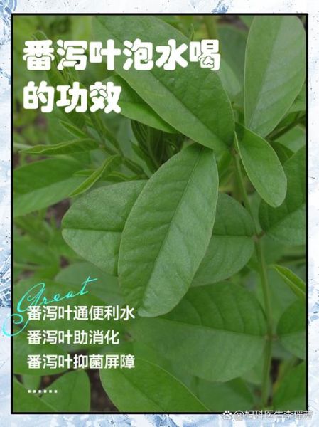 番泻叶能减肥吗_番泻叶减肥副作用-第1张图片-山城妙识