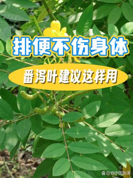 番泻叶能减肥吗_番泻叶减肥副作用-第2张图片-山城妙识