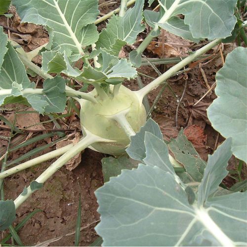 苤蓝和芥菜疙瘩的区别_哪个更好吃-第2张图片-山城妙识