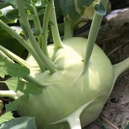 苤蓝和芥菜疙瘩的区别_哪个更好吃-第3张图片-山城妙识