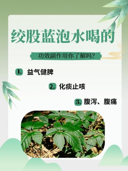 绞股蓝的功效与作用有哪些_绞股蓝适合什么人喝-第2张图片-山城妙识