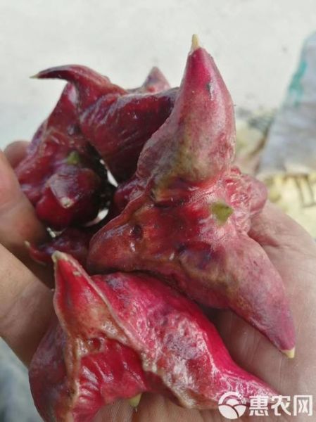 菱角怎么剥皮_菱角快速去皮技巧-第3张图片-山城妙识