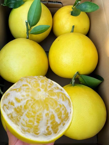 葡萄柚多少钱一斤_哪里买便宜-第1张图片-山城妙识