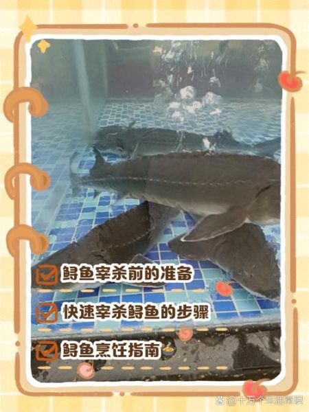 中华鲟鱼怎么杀_中华鲟鱼宰杀视频教程-第1张图片-山城妙识 中华鲟鱼怎么杀_中华鲟鱼宰杀视频教程-第1张图片-山城妙识